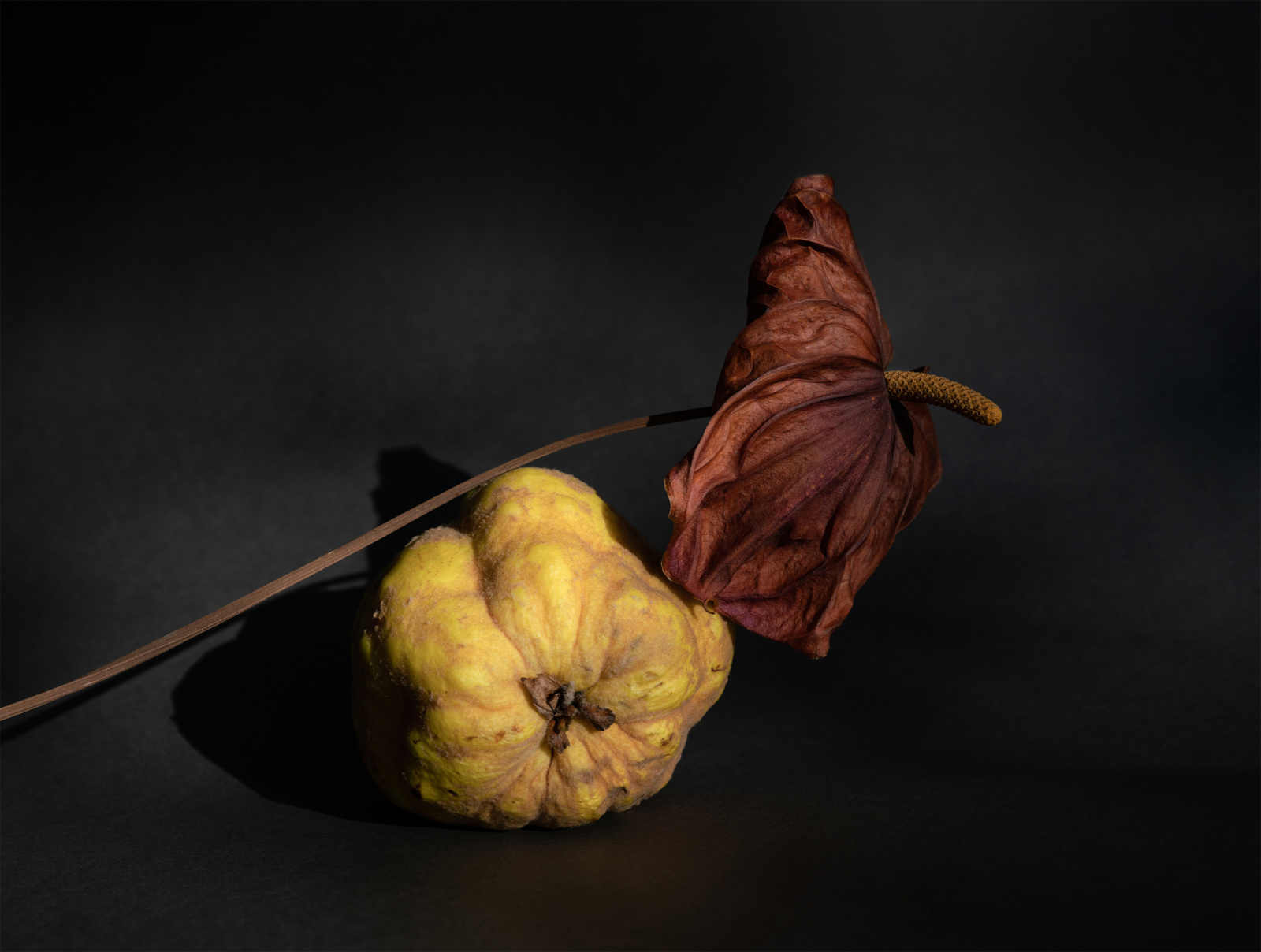 SAFARJAL – Qompendium