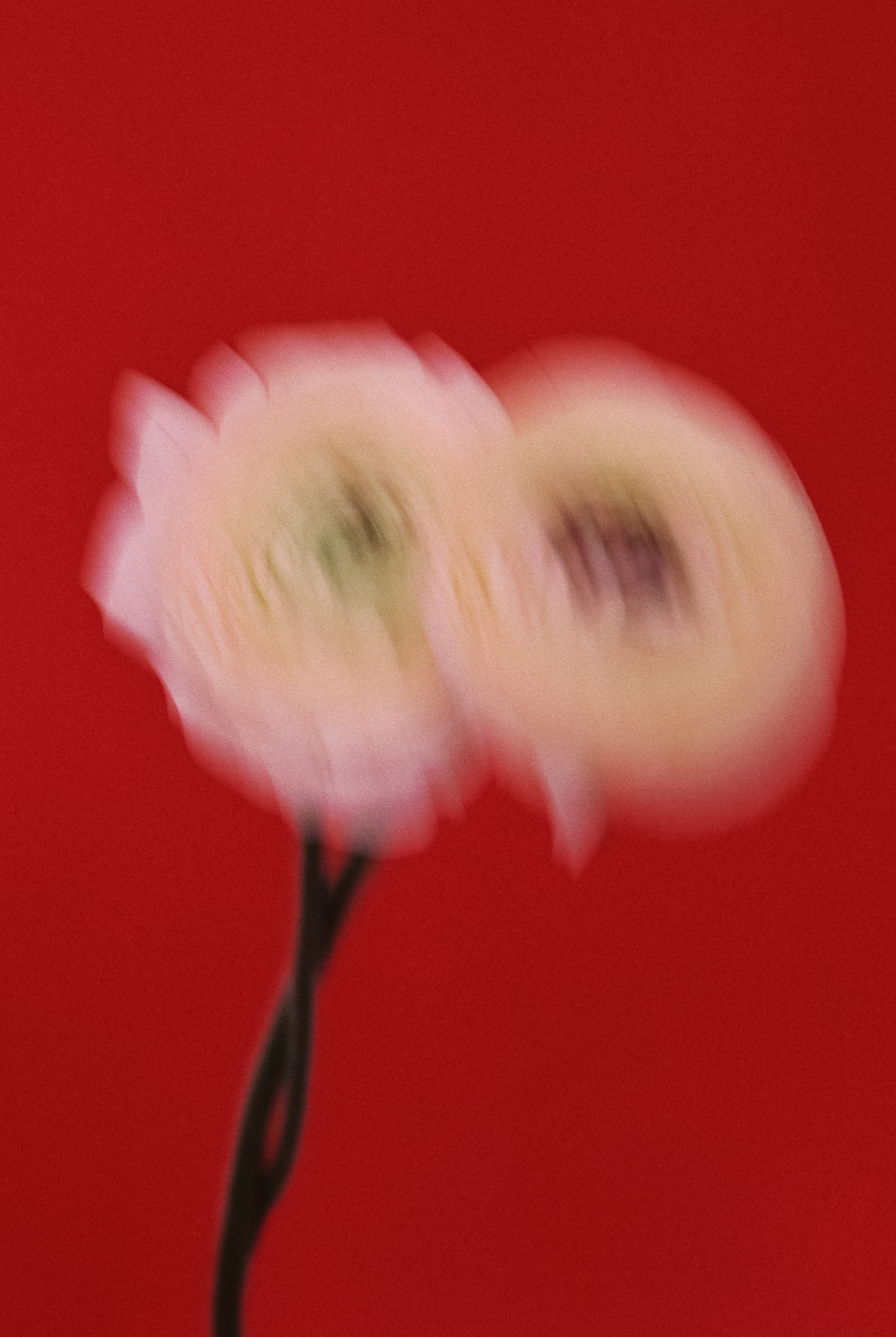 MEET PAULA CODOÑER – Qompendium