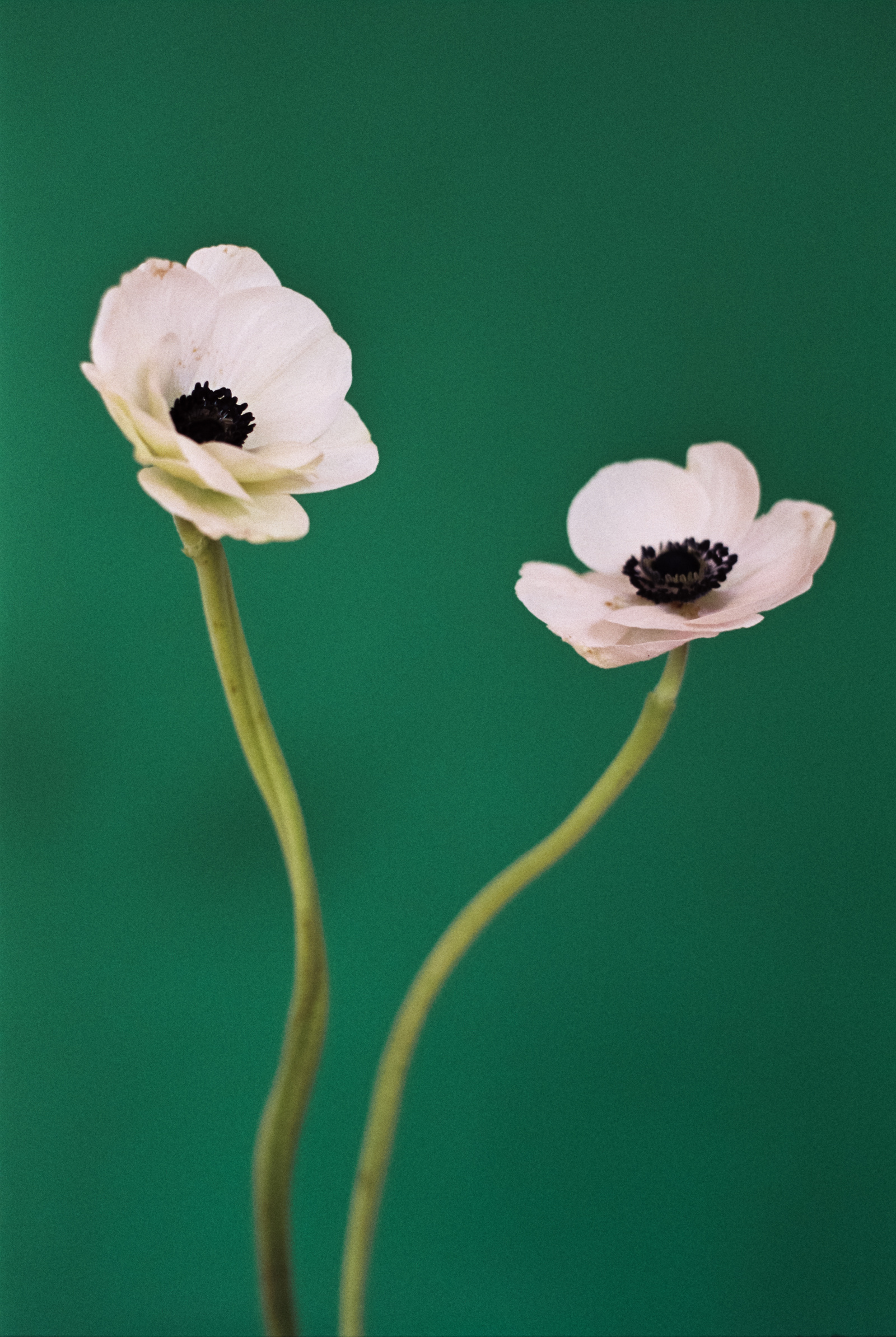 MEET PAULA CODOÑER – Qompendium